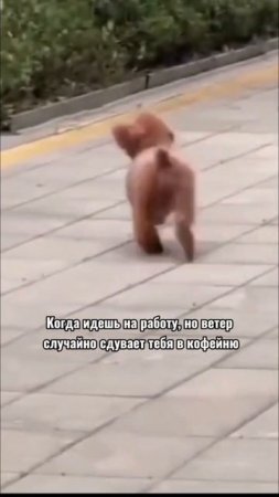 Когда идешь на работу, но ветер случайно сдувает тебя в кофейню