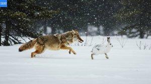КОЙОТЫ – не ВОЛКИ! Как отличить двух очень похожих ХИЩНИКОВ?