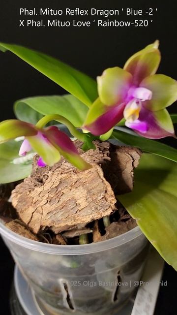 Phal. Mituo Reflex Dragon ' Blue -2 ' X Phal. Mituo Love ‘ Rainbow-520 ’ AMM47