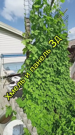 Хмель.Панель 3Д.
