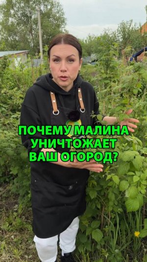 Почему малина уничтожает ваш огород?
