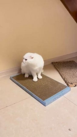 Отличную когтеточку котики сразу заценили!❤️