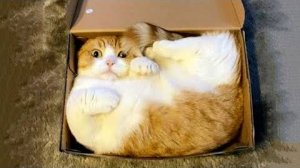 ПРИКОЛЫ С ЖИВОТНЫМИ ДО СЛЕЗ #59 Смешные КОТЫ И СОБАКИ  Приколы