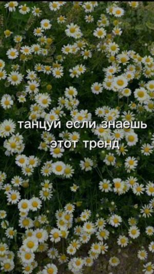 ℹ️ 🌼танцуй если знаешь этот тренд 2025 года🌼