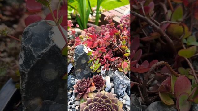 Ода СЕДУМАМ/ ОЧИТКАМ 🌟😊👌SEDUM 🌟FETTHENNE🌟