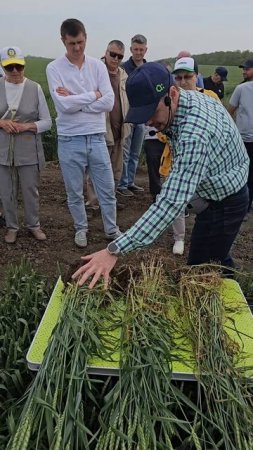 Семинар «Защита озимой пшеницы в условиях Ставропольского края»