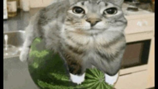 кошки /1
