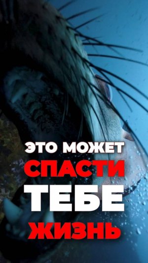 Это может спасти тебе жизнь... Дайвинг в Кейптауне с морскими котиками — мечта, но есть опасность