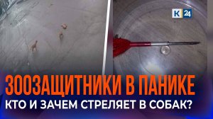 Зоозащитники сообщили о жестоких отловщиках собак в станице Ленинградской