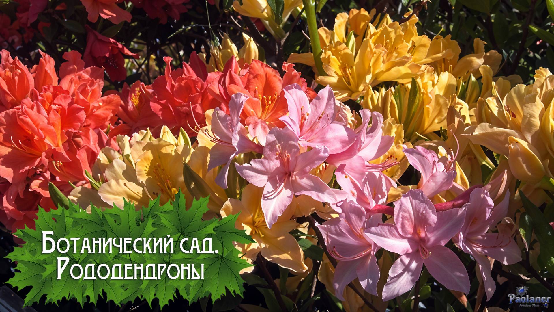 Ботанический сад. Рододендроны (2025)