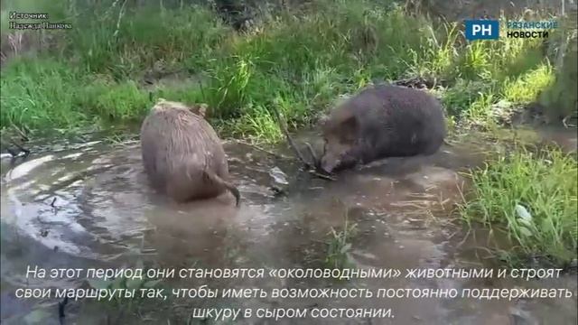 Кабаны в Окском заповеднике стали околоводными животными