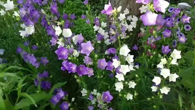 Сборник 18. Музыка Сергея Чекалина. Collection 18. Music by Sergey Chekalin.