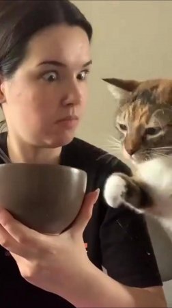Аппетитный ОБЕД 😋 Чистые ЛАПКИ 🔥 Хозяйка в ШОКЕ 😱 #cat #ОЗВУЧКА #юмор
