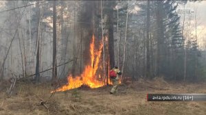 Ограничение на посещение лесов вводят в Иркутской области