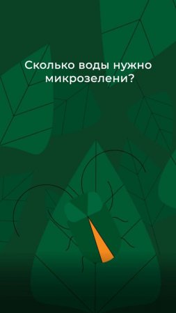Сколько воды нужно микрозелени?