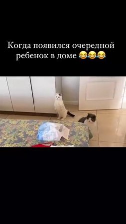 Про кошек