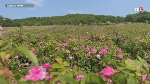 Урожай впечатляет, спрос растет: в Крыму начался сезон сбора роз / События на ТВЦ