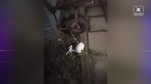 Травля многодетной семьи в деревне Исаково продолжается