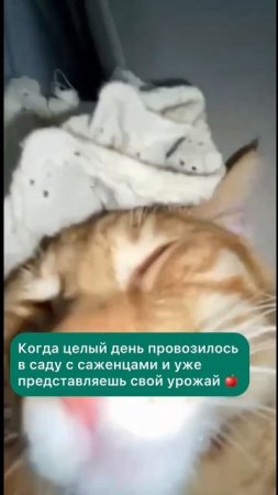 То самое чувство, когда ты представляешь урожай #Гарденмарт_юмор