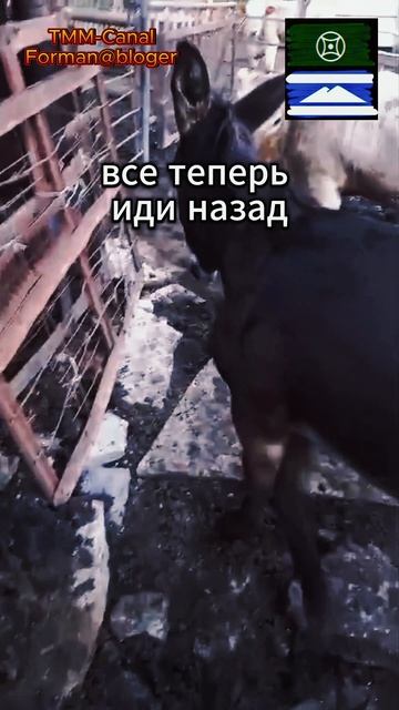 Осел тоже любит шоколадку.