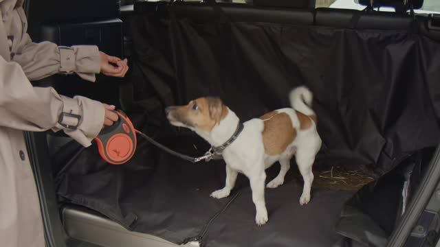 Рекламный ролик гамака для собак для маркетплейсов