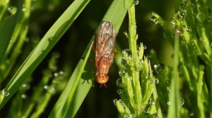 Щеленосные Мухи, Schizophora, наблюдение в Новгородской области, 4 июня 2025