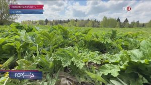 К борьбе с борщевиком в Подмосковье привлекли искусственный интеллект / Город новостей на ТВЦ