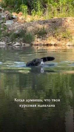 Что общего между идеальной курсовой и КБГУ сегодня – отсутствие воды.