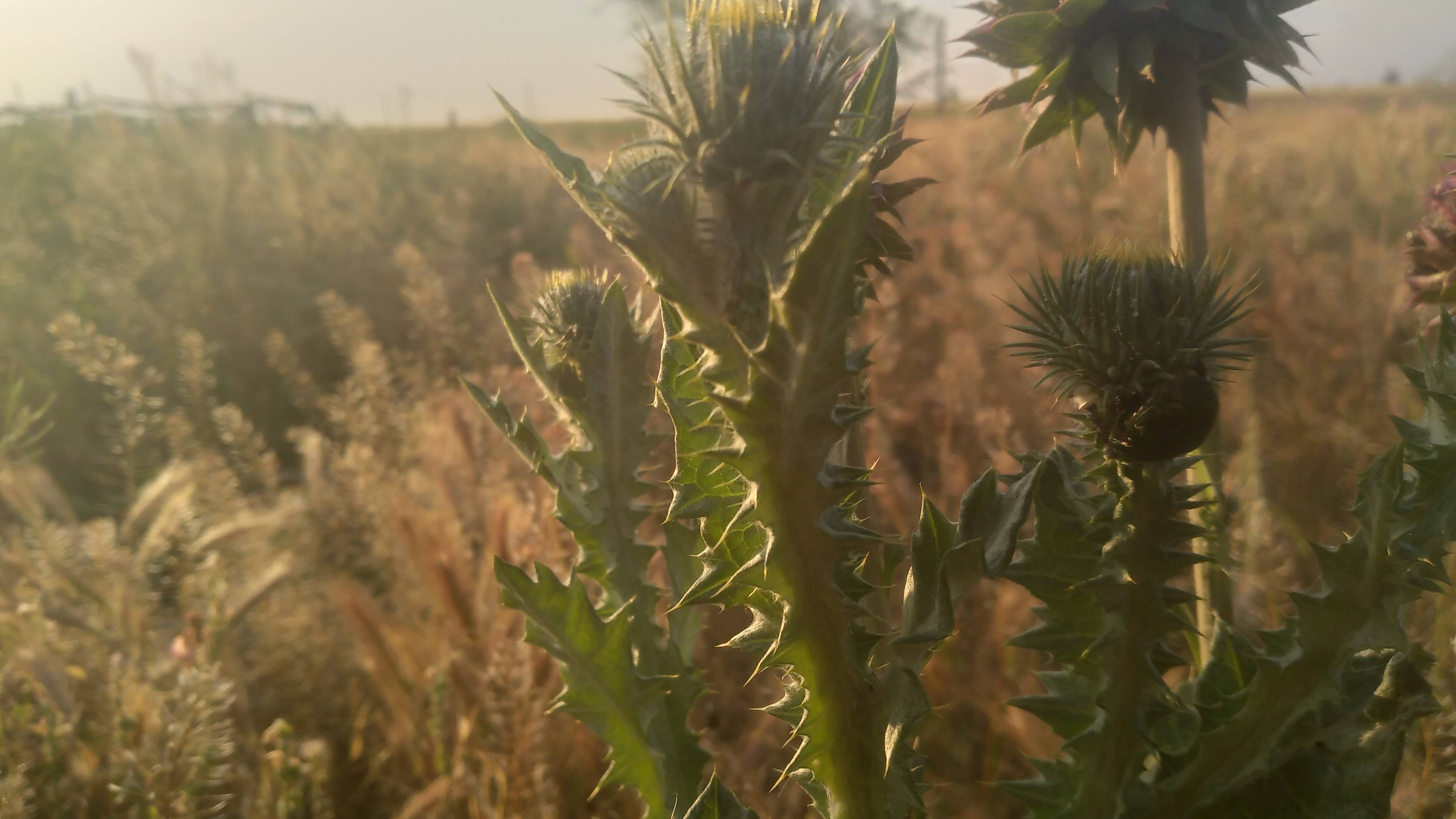 Бодяк и насекомые