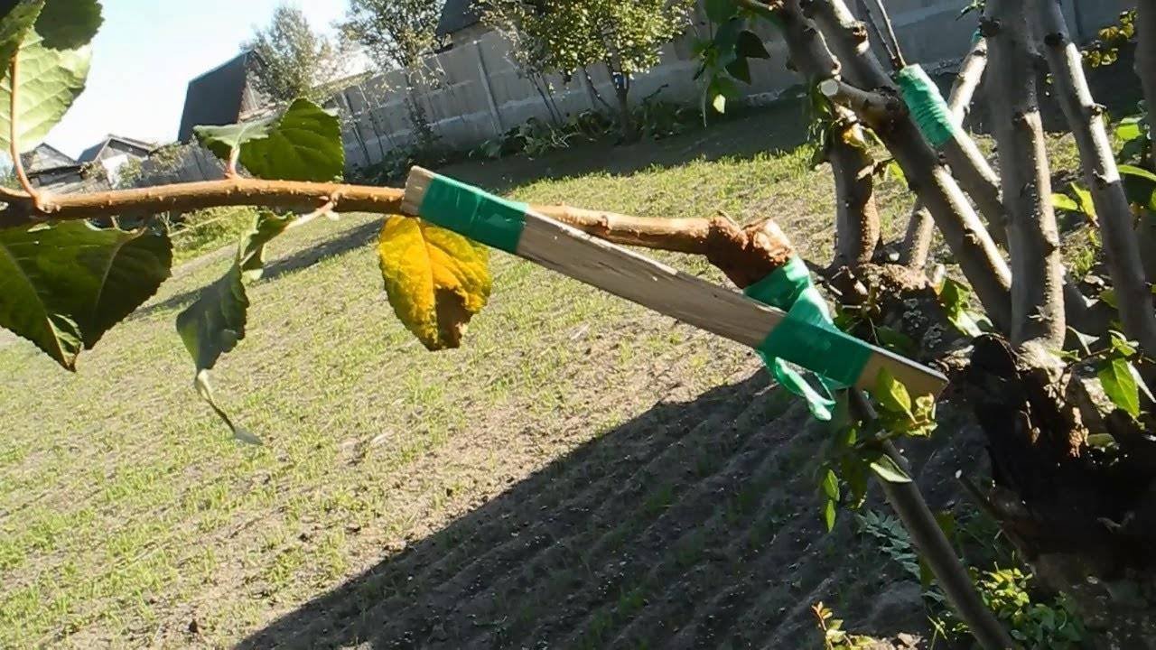 Превращаем алычу в вишню (результат)