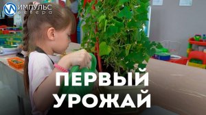 Огород на подоконнике