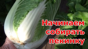 Начинаем собирать пекинскую капусту. Какой сорт пекинской капусты понравился.