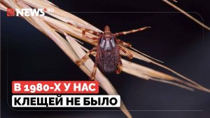 Почему в России перестали массово уничтожать клещей, объяснил Онищенко