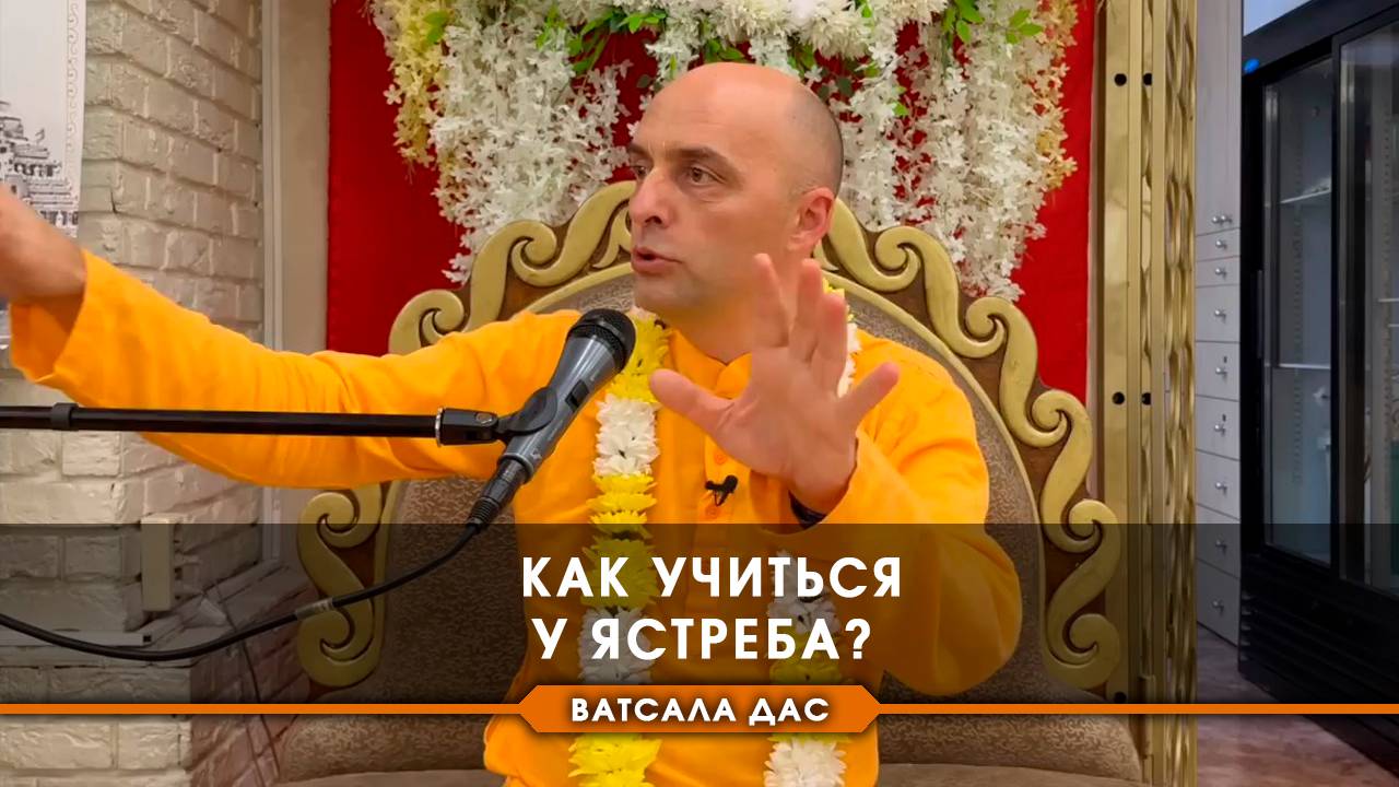 Как учиться у ястреба