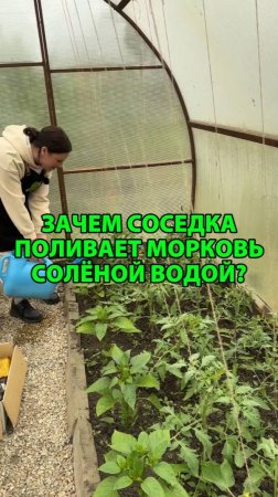 Зачем соседка поливает морковь солёной водой?