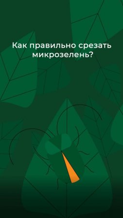 Как правильно срезать микрозелень?