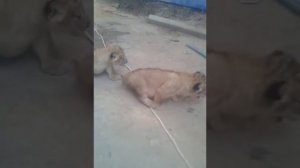 ТАВАЛУД КАРДАНИ ШЕР БИНЕД ДАРҲАЙРАТ МЕМОНЕН  02 08 2020