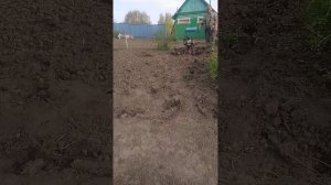 Испытания самодельной фрезы. Первая грядка 2025.