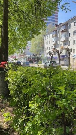 Подстригаем изгороди🥰 #green #hedges #stihl #arborist #kirov  #озелене