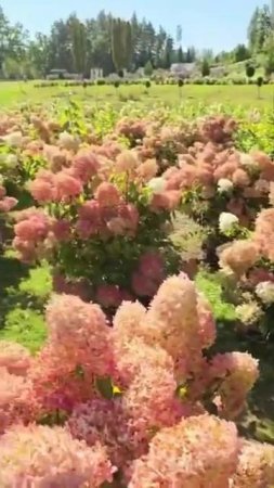 #hydrangea#hortensia#гортензия#garden#гортензія#flowers#jardin#shorts#アジサ?