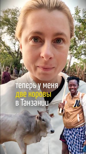 Купили мне две коровы в Танзании