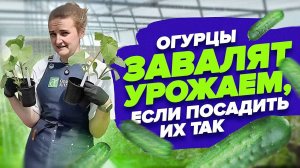 КАК ВЫСАДИТЬ РАССАДУ ОГУРЦОВ В ГРУНТ ПРАВИЛЬНО ДЛЯ БОЛЬШОГО УРОЖАЯ