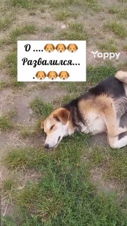 #НиколайЛукашенко #крашвсяруси #белоруссии