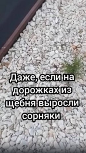 Сорняки на таких тропинках мне не приносят проблем