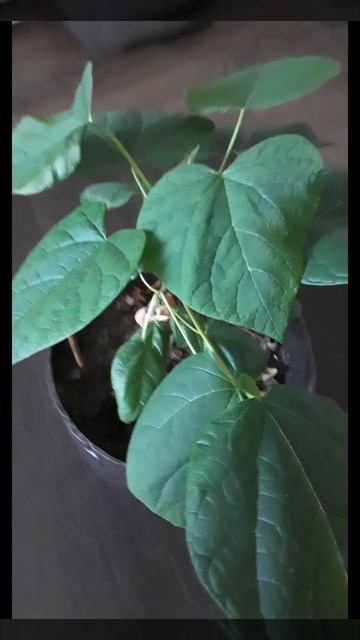 рондохитон