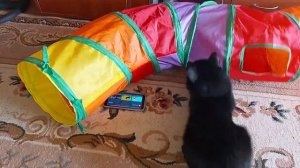 УТРЕННЯЯ РЫБАЛКА 📌:НОВЫЙ, СОВРЕМЕННЫЙ ВИД! 😹🐠 "ШУРШ?