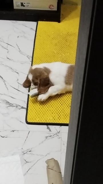 щетка и шпана 🙃