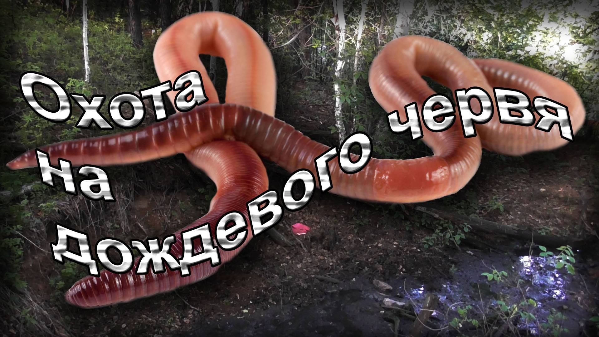 Охота на дождевых червей