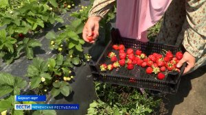 Вести Чеченской Республики 04.06.2025