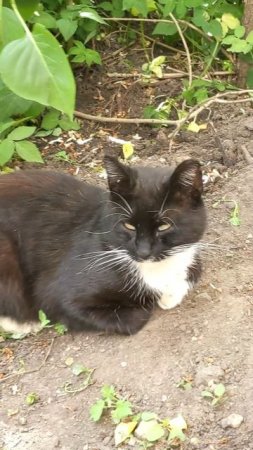 Котики.